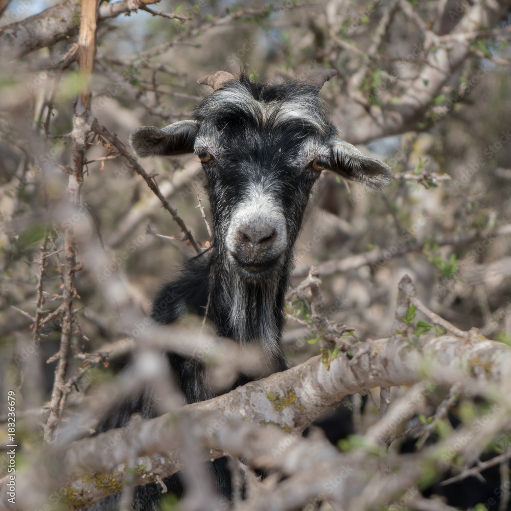 Famous moroccan scene - goats on the argan tree, Morocco, North Africa ...