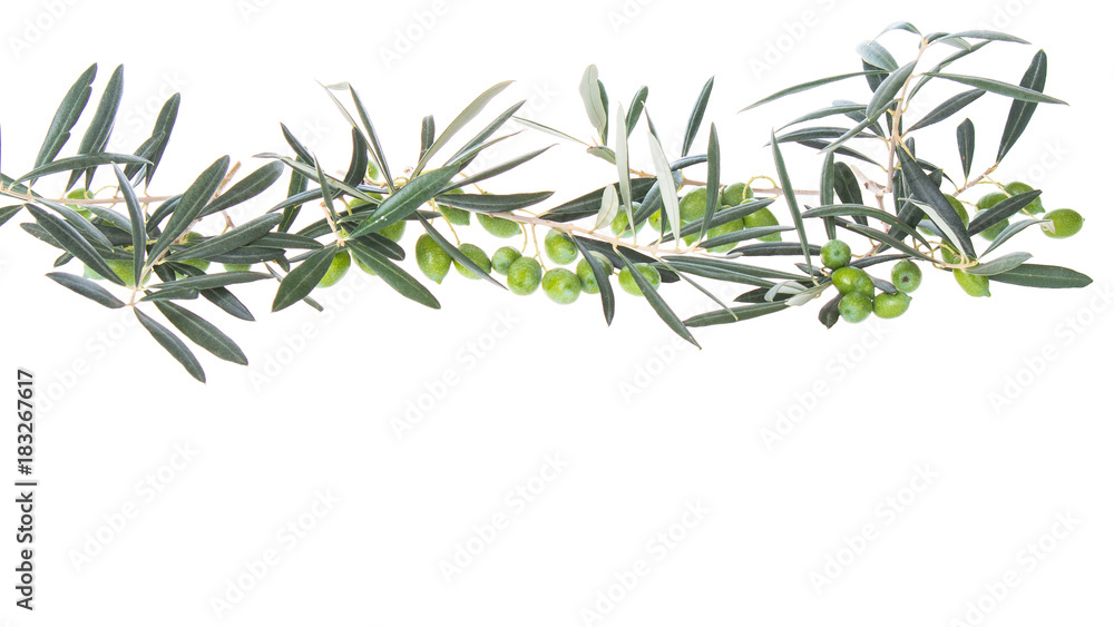 Olive branch with green olives isolated on white background. Olive ...