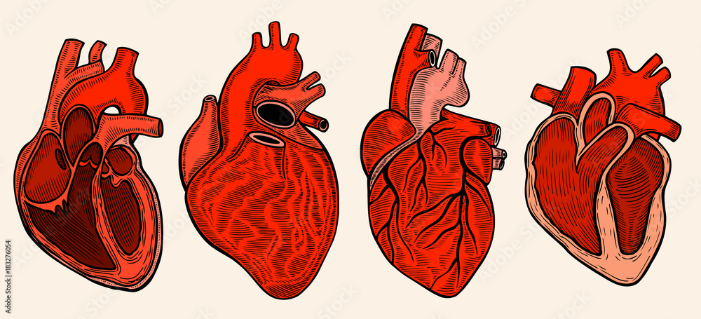 Real heart. Vector illustration Stock Vector | Adobe Stock