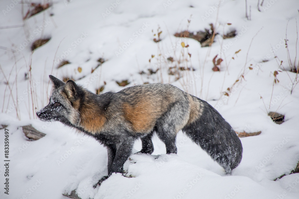 Cross Fox ภาพถ่ายสต็อก | Adobe Stock