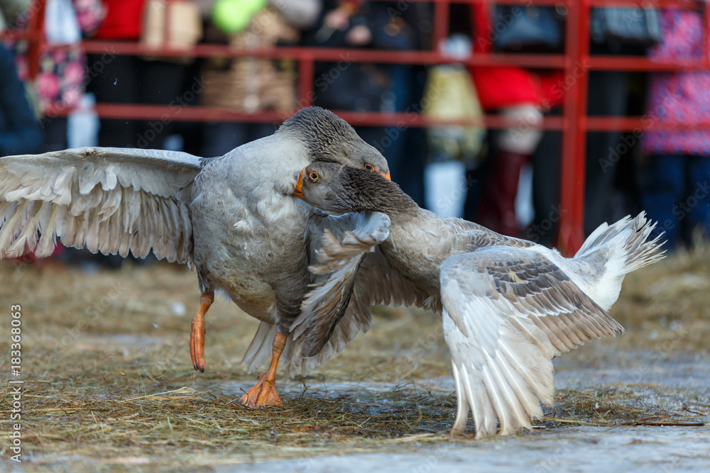 Goose fight Stock Photo | Adobe Stock