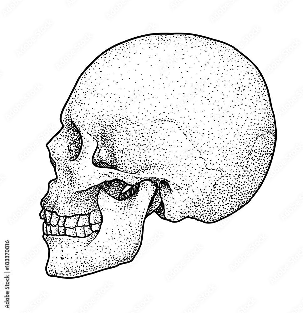 Skull illustration, drawing, engraving, ink, line art, vector Stock ...
