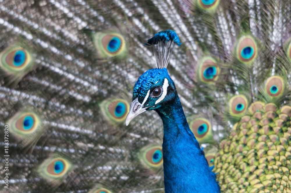 Der blaue Pfau und sein prachtvolles Federkleid. Sein ...