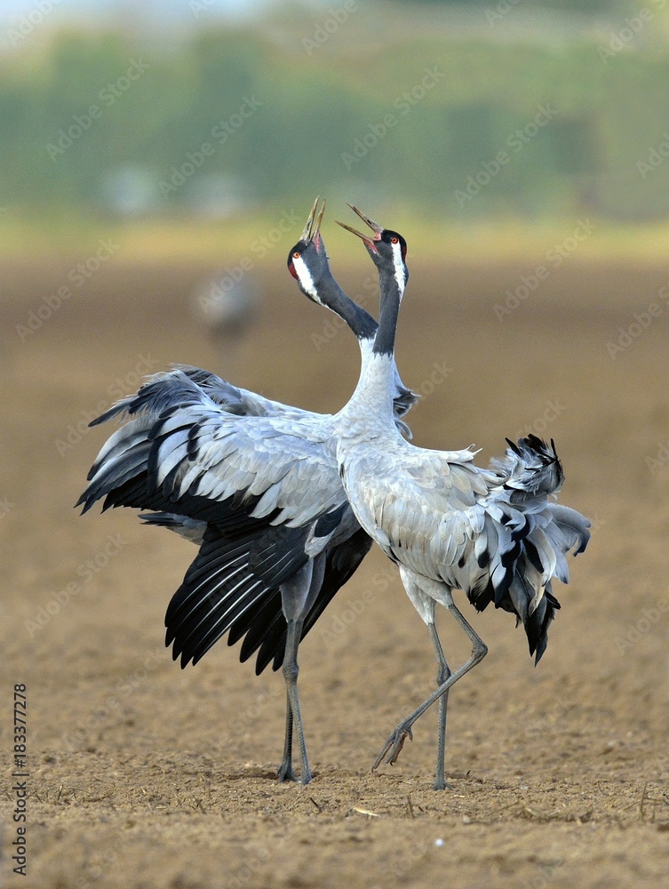 Cranes dancing in the field. The common crane , also known as the ...