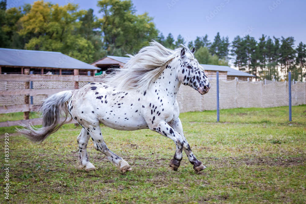 Stallion of the Norician breed is sporting at large Stock Photo | Adobe ...