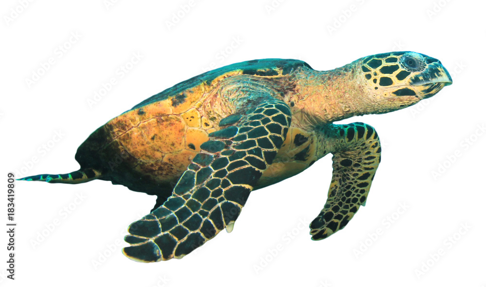 Hawksbill Sea Turtle isolated on white background Stock Photo | Adobe Stock