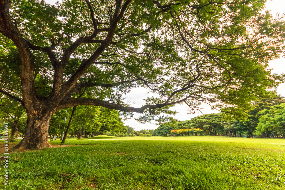 Big tree in Beautiful park scene in park with green grass field Stock ...