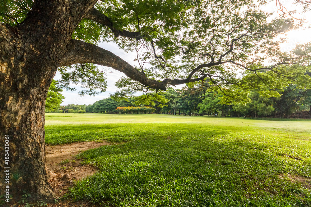 Big tree in Beautiful park scene in park with green grass field Stock ...