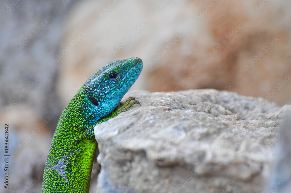 Green european lizard in nature. Green Lizard (Lacerta viridis) in ...