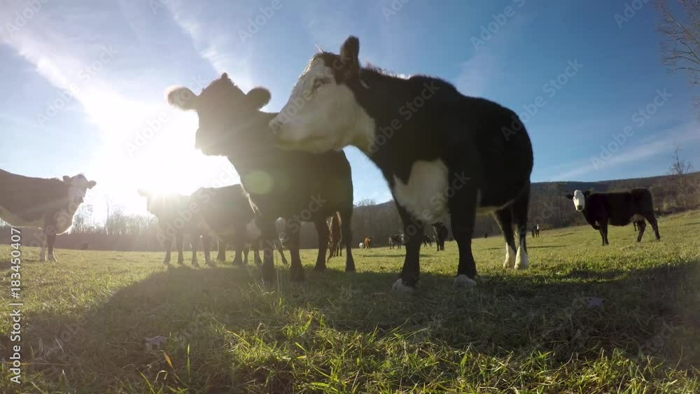 Distorted view of cows up close from grass perspective with lens flare ...
