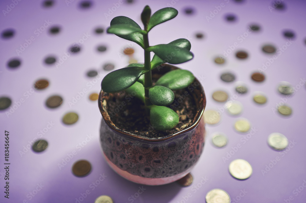 money tree (Crassula ovata) on Feng Shui Stock Photo | Adobe Stock