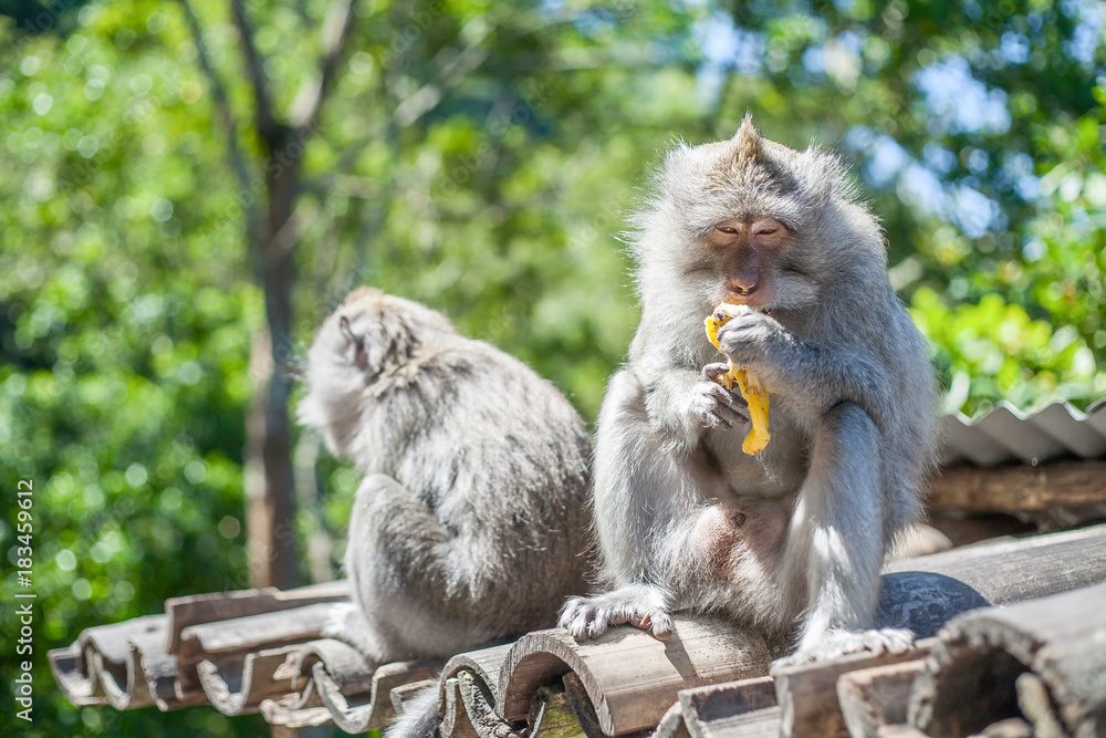 Balinese monkeys in Ubud Monkey Forest, Bali, Indonesia. Stock Photo ...
