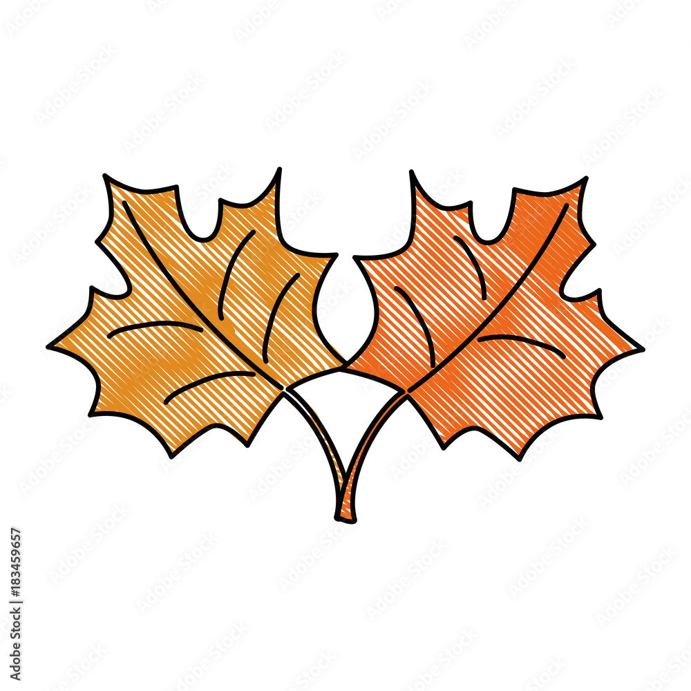 mapple leaf isolated icon vector illustration design Stock Vector ...