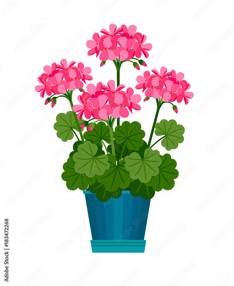 Geranium houseplant in flower pot Stock Vector | Adobe Stock