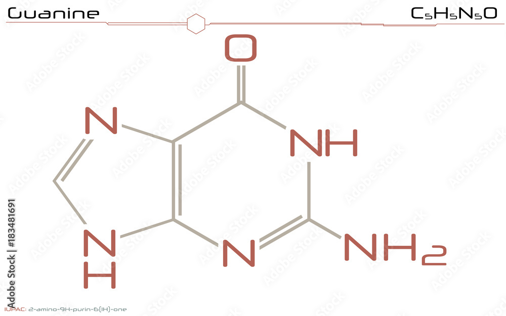 Infographic and molecular informations about Guanine. Stock Vector ...