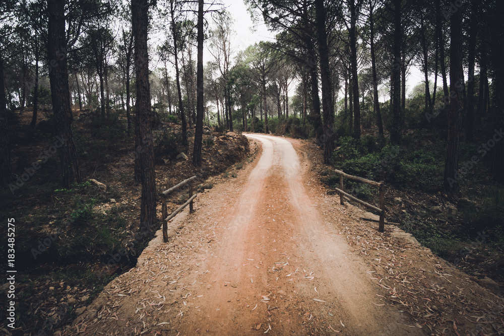 Verlassene Straße in einer Waldichtung Stock Photo | Adobe Stock