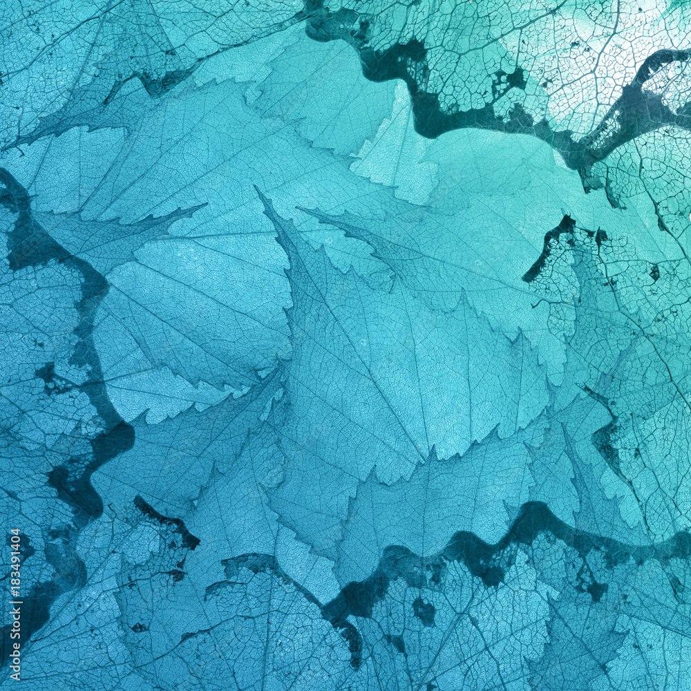 cyan background from transparent leaves Stock Photo | Adobe Stock