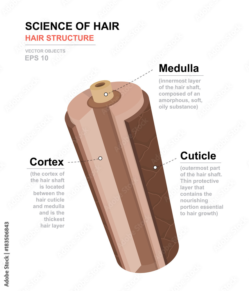 Science of hair. Anatomical training poster. Hair structure. Detailed ...