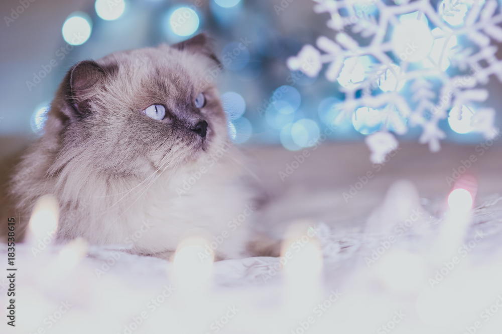 Blue Color Point Persian Cat
