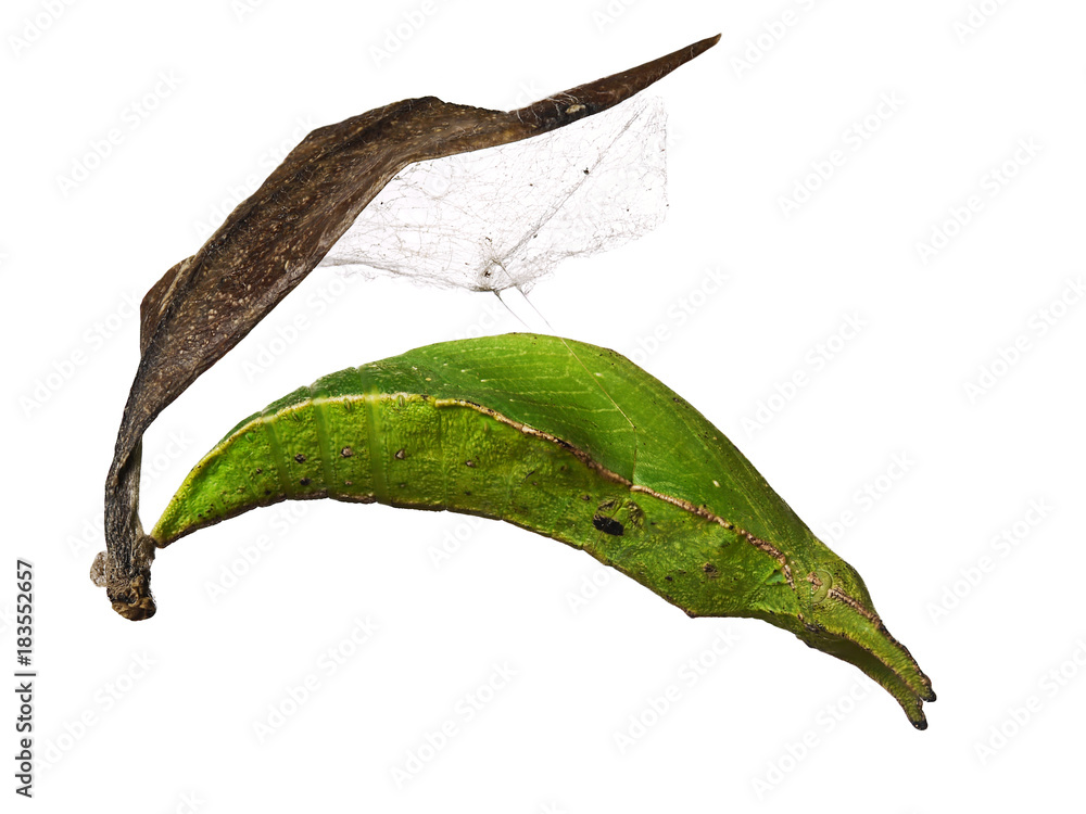 A green curved pupa of the apple-green or green-banded swallowtail ...