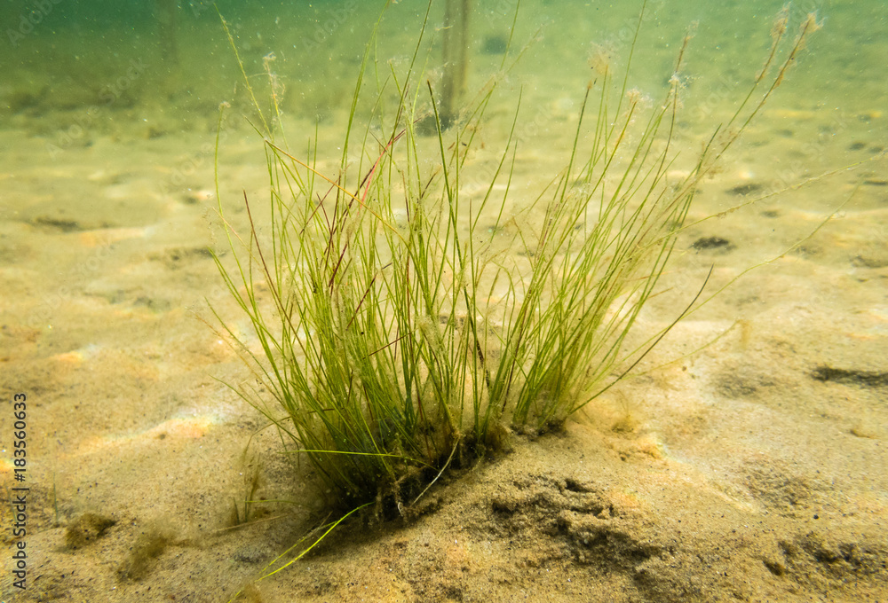 Bulbous Rush (Juncus bulbosus) in lake underwater shot Stock-Foto ...