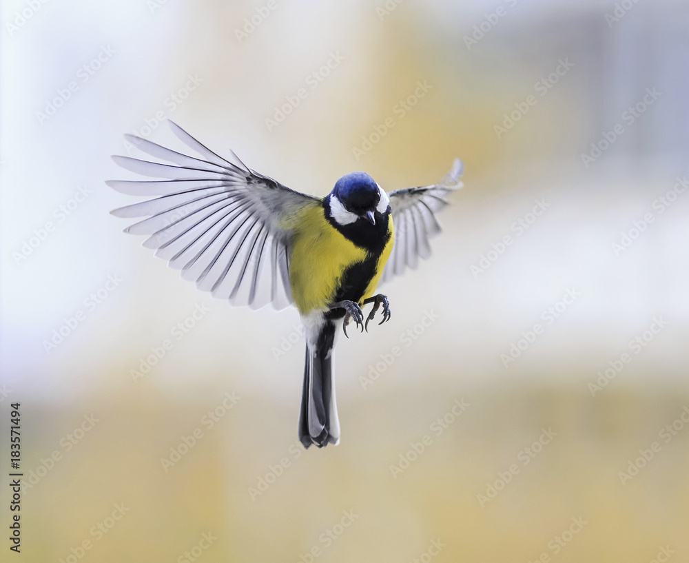 little bird the titmouse flies against the bright Sunny sky widely ...