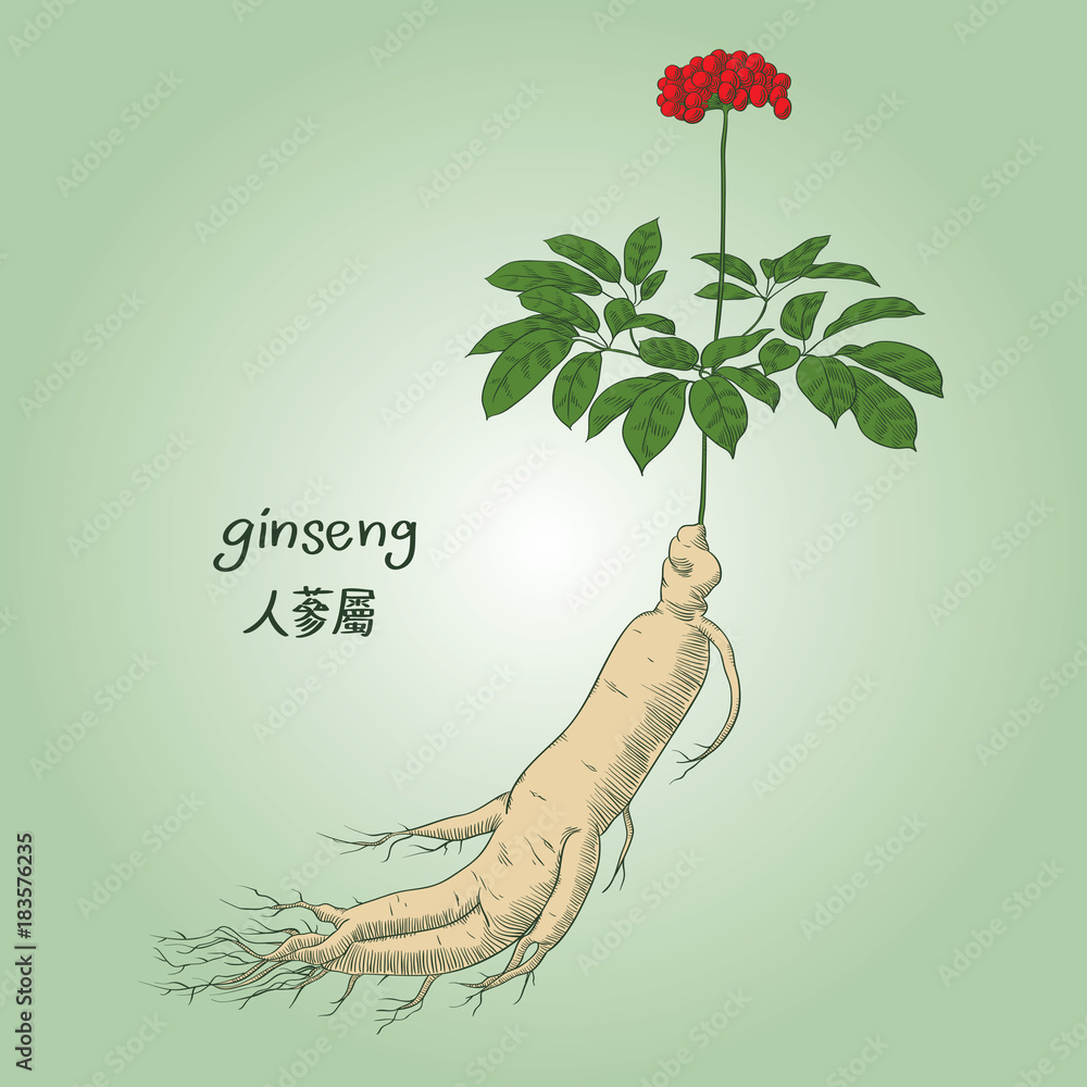 Engraving of ginseng, its name in English and Chinese, in colors Stock ...