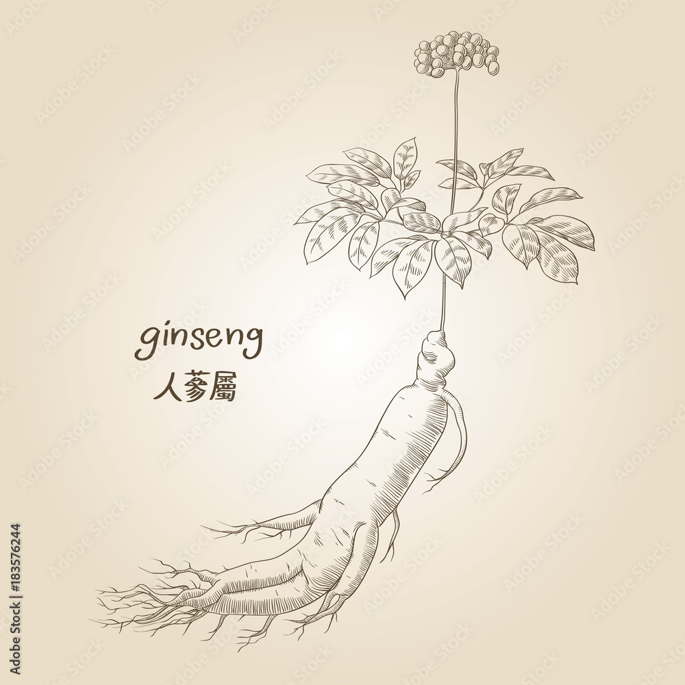 Engraving of ginseng, its name in English and Chinese, in sepia Stock ...