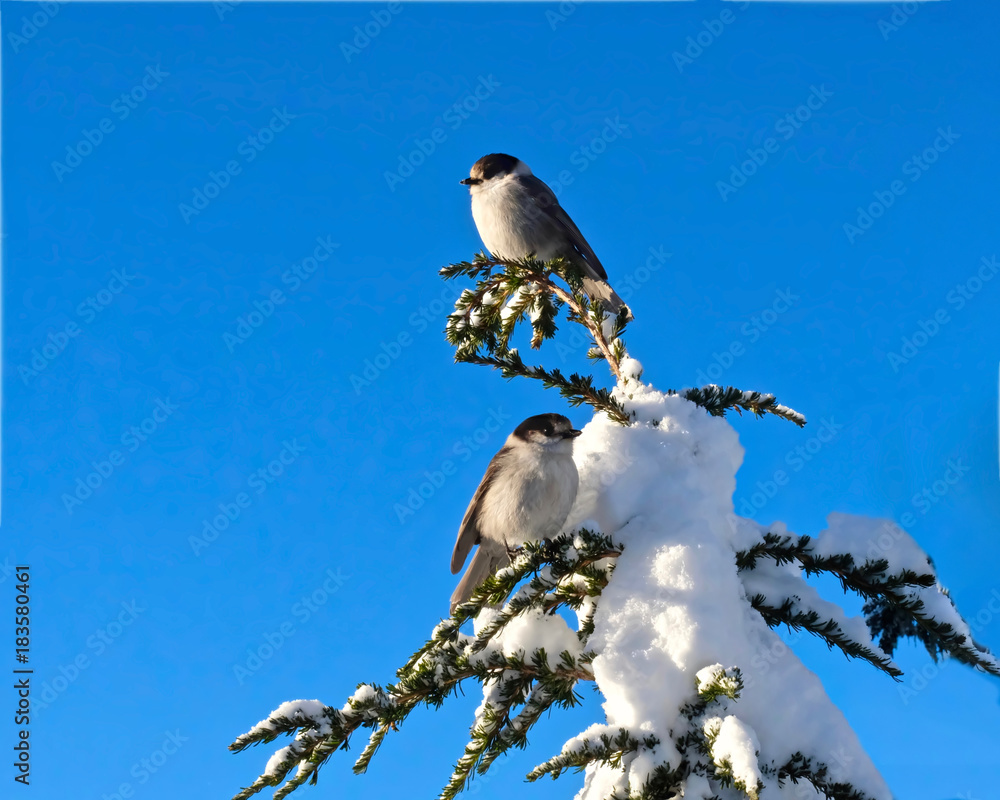 Grey Jay. Canada Jay. Couple of Grey Jays in a Douglas fir tree covered ...