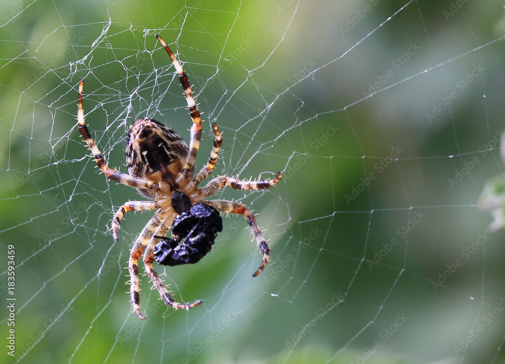 Common Orb Spider Uk | Fasci Garden