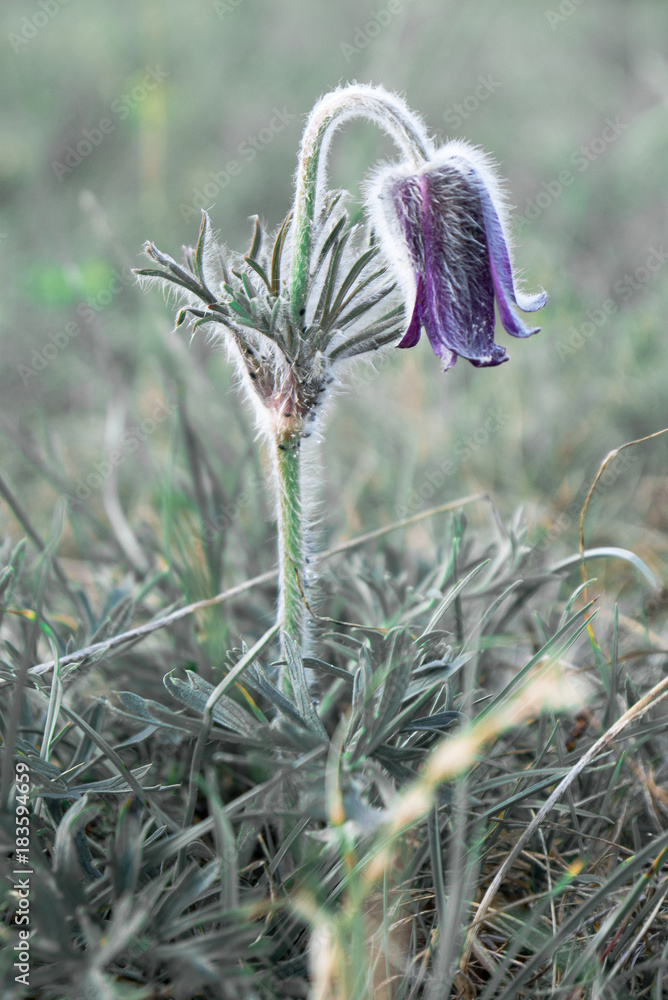 Types Of Drooping Purple Flowers