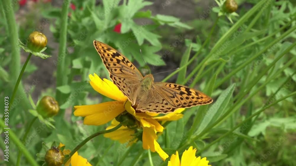A small pearl shaking is swinging on an elastic flower stem.The pearls ...