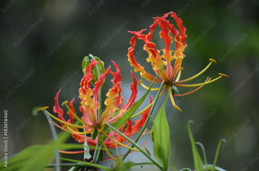 beautiful rare orchids, Gloriosa rothsch, called flame lily, fire lily ...