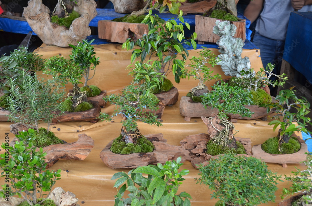Bonsai is a Japanese art form using trees grown in containers. Similar ...