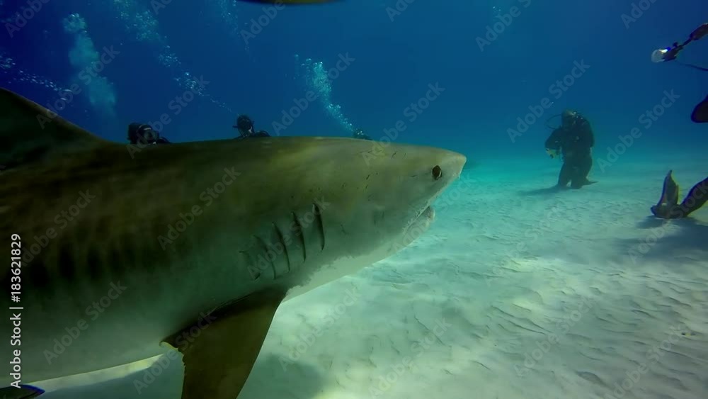 Big Bull Shark with divers underwater on sandy bottom of Tiger Beach ...