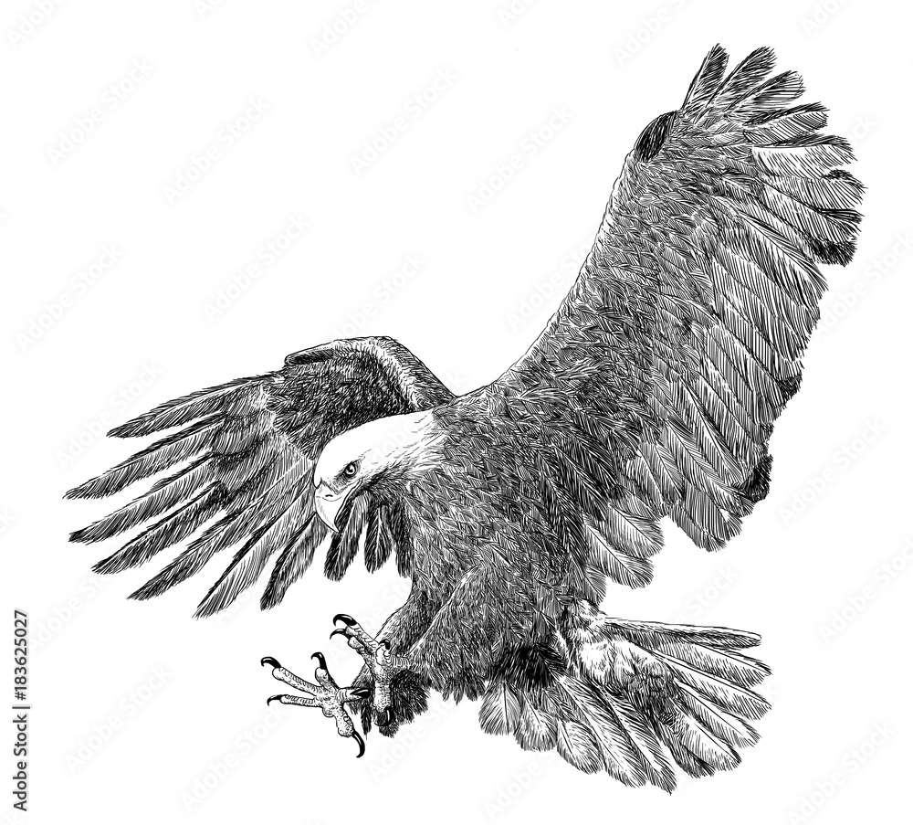 Bald eagle swoop attack hand draw sketch black line on white background ...