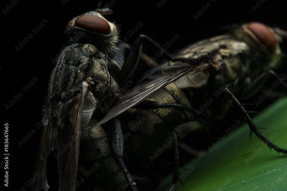 bugs and fly Stock Photo | Adobe Stock