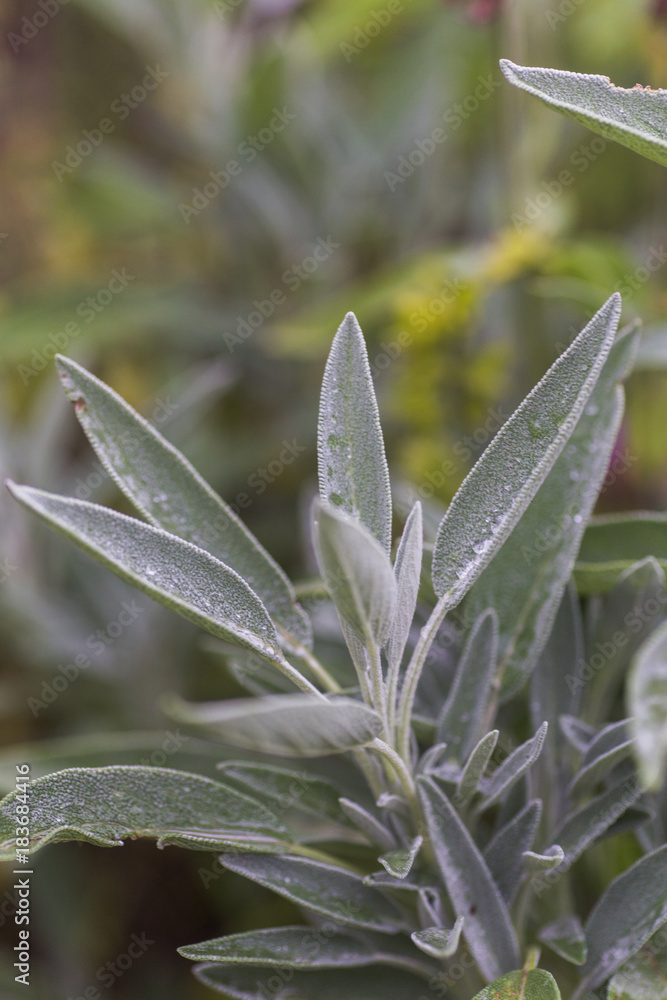 Salvia divinorum , sage of the diviners, ska mar a pastora, seer's sage ...