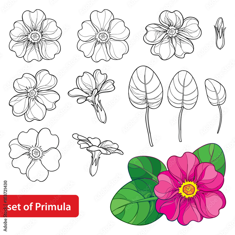 Vector set with outline Primula or Primrose flower, leaves and bud in ...