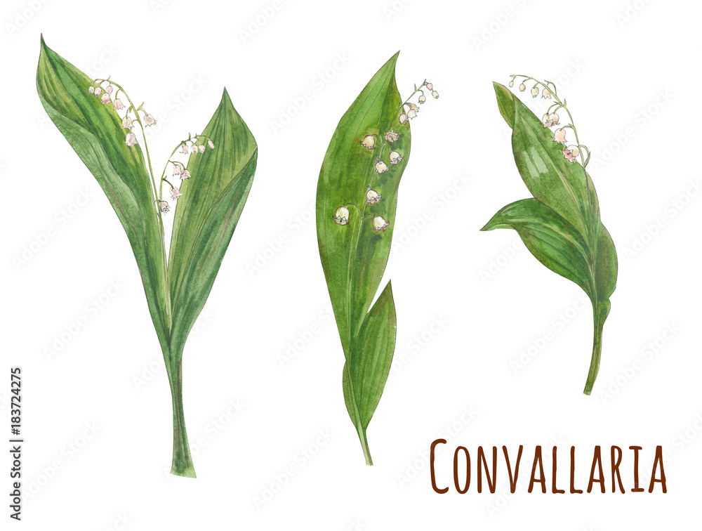 Lily of the valley (Convallaria majalis), medicinal plant. White, pink ...