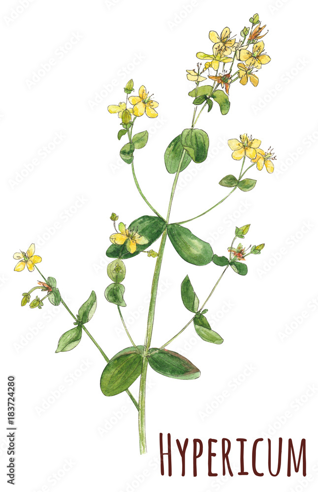 Hypericum Perforatum Leaves