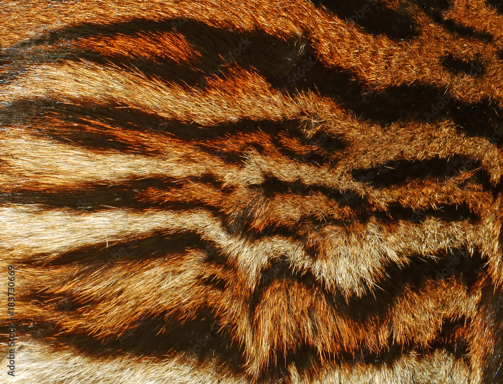 siberian tiger texture background Stock Photo | Adobe Stock