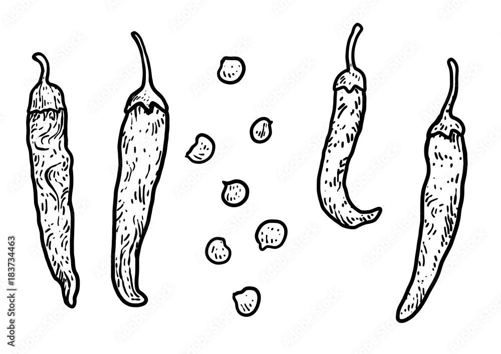 Hot pepper illustration, drawing, engraving, ink, line art, vector ...