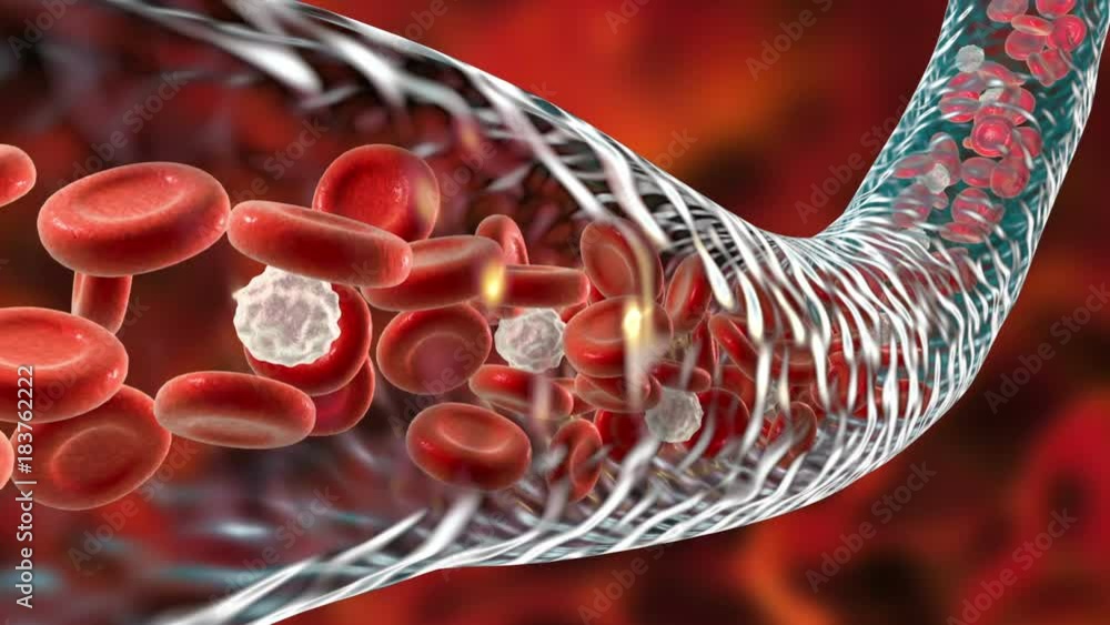 Blood flow, red blood cells and leukocytes moving along blood vessel ...