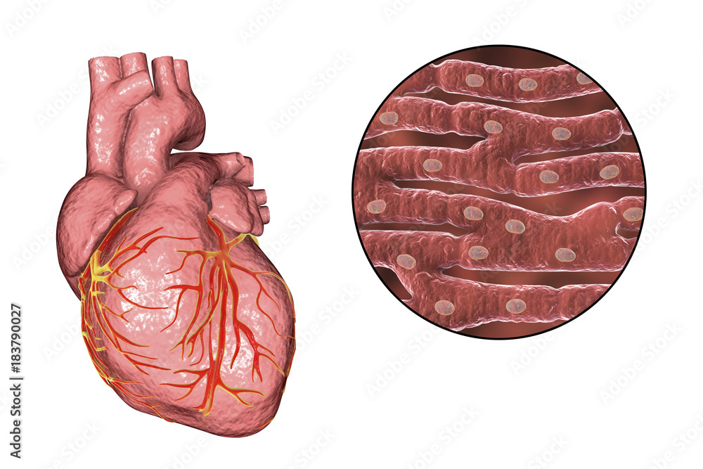 Human heart and close-up view of cardiac muscle structure, 3D ...