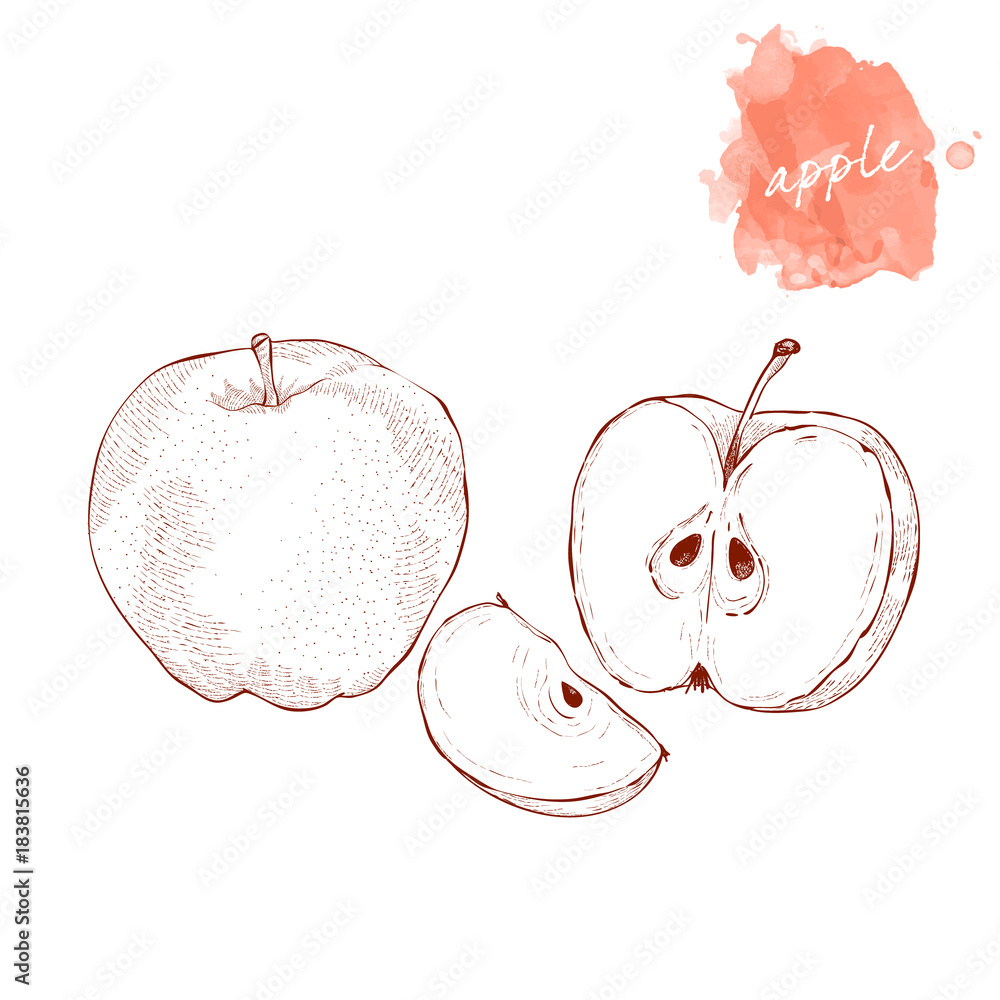 Half Apple Drawing
