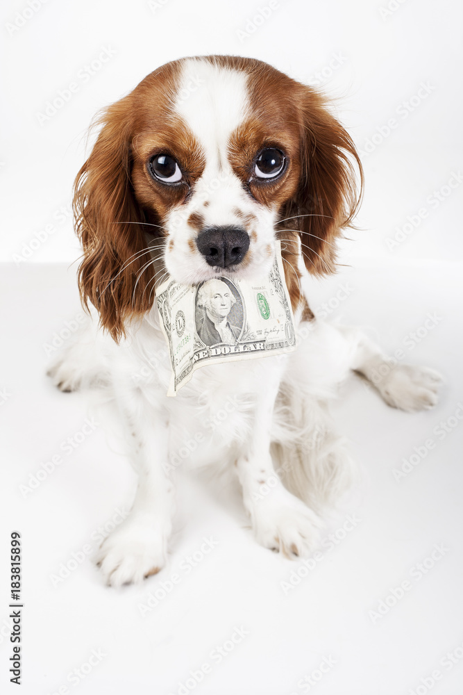 Cute cavalier king charles spaniel dog puppy on isolated white studio ...