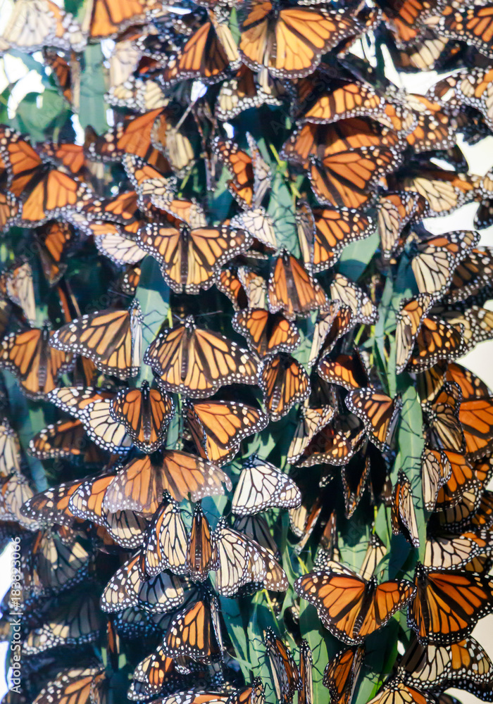 Monarch Butterfly Cluster. Monarch Butterflies forming a cluster to ...