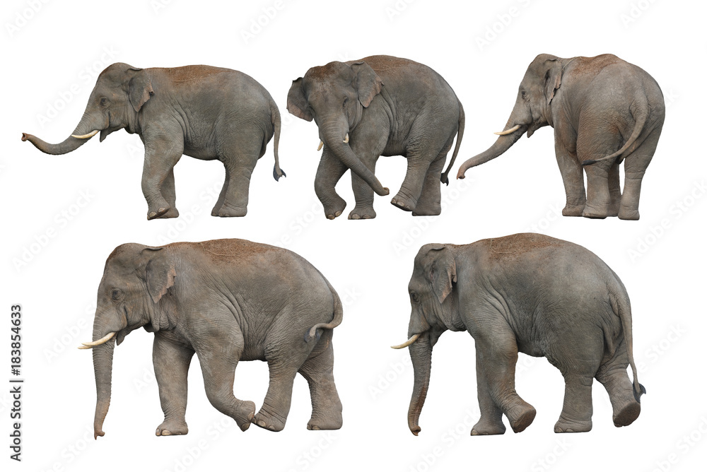 Big set , Wild elephant isolated on white background Stock Photo ...