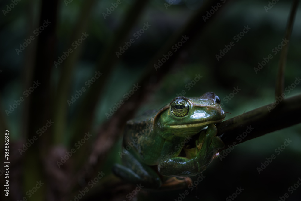 Rhacophorus feae (Feas Tree Frog) ,Tree Frog on Large Palm Leaf at ...